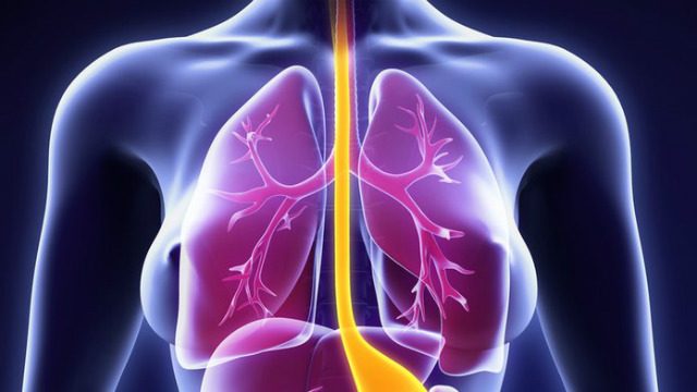 Servicio de noticias en salud Al Día – Organoides de esófago humano ...